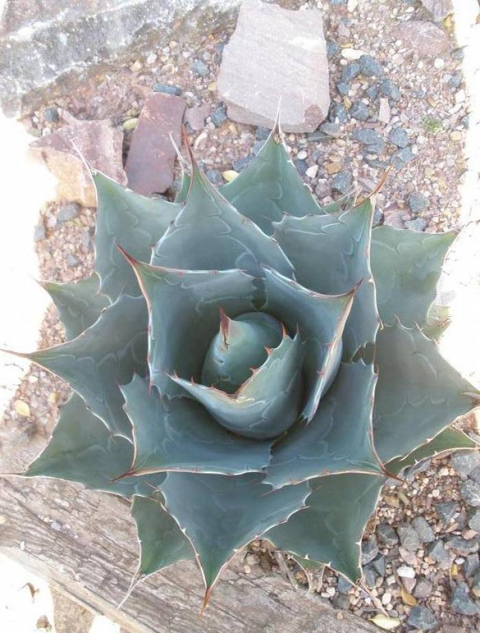 Agave colorata - Parrasana Agave | PlantMaster