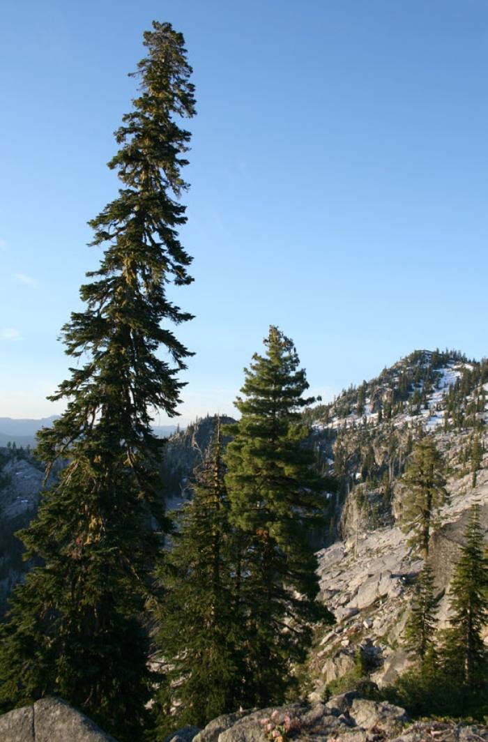 Silver Spruce Fur Pine Tree