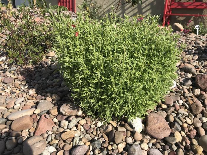 Gambelia juncea 'Punta Banda' - Punta Bunda Island Snapdragon | PlantMaster