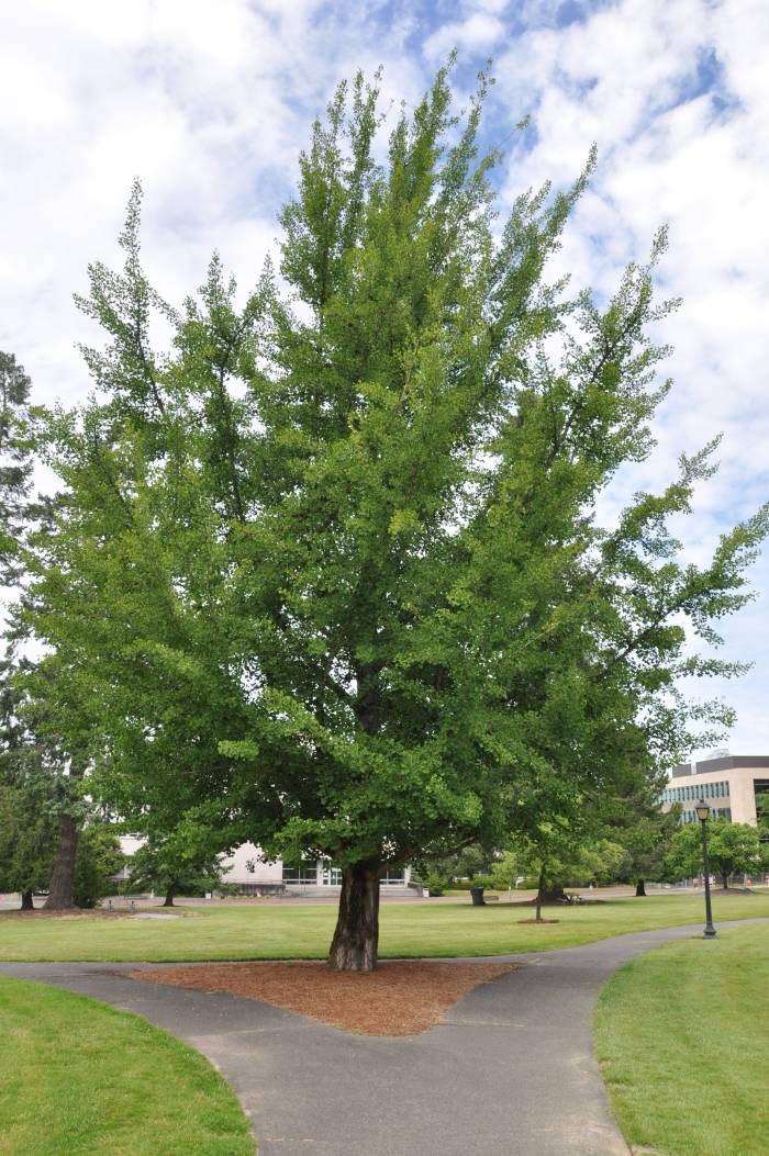 Ginkgo biloba - Maidenhair Tree | PlantMaster