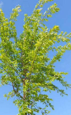 Ulmus Parvifolia Drake Chinese Elm True Green Ulmus Parvifolia 'True