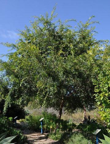 Ulmus Parvifolia Drake Chinese Elm True Green Ulmus Parvifolia 'True