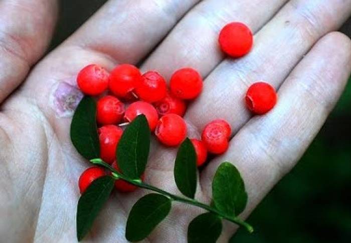 Vaccinium parvifolium - Red Huckleberry | PlantMaster