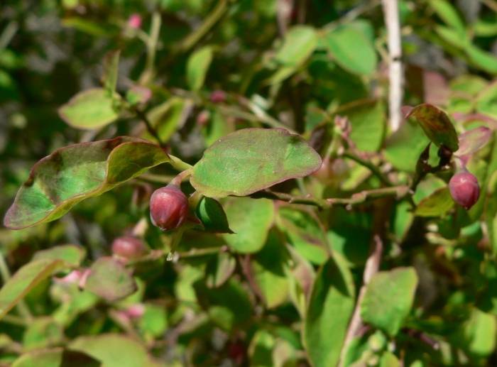 Vaccinium parvifolium - Red Huckleberry | PlantMaster