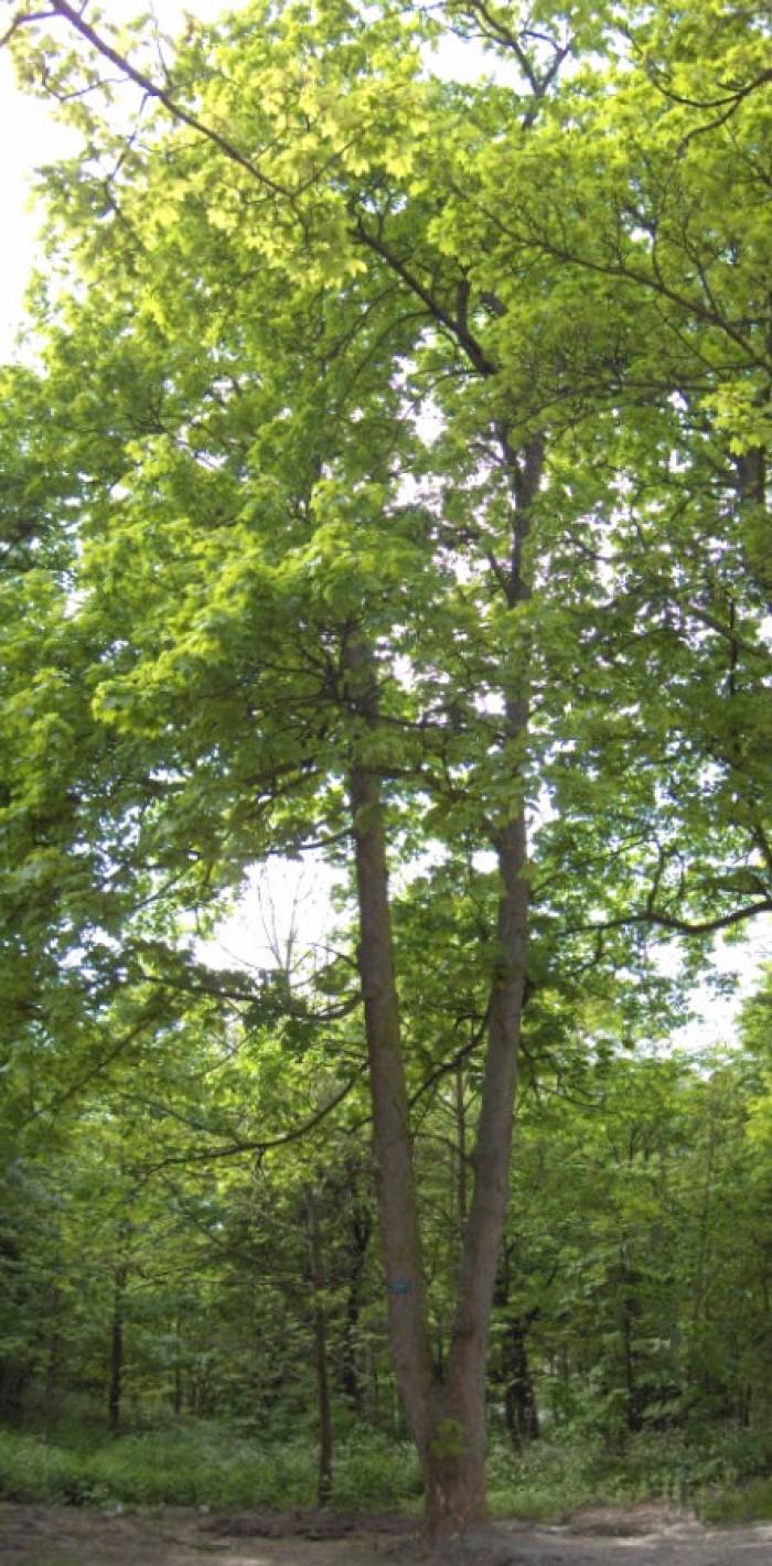 Acer pseudoplatanus - Sycamore Maple | PlantMaster