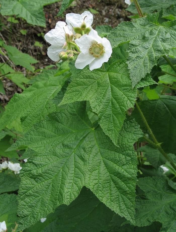 Rubus parviflorus - Western Thimbleberry | PlantMaster