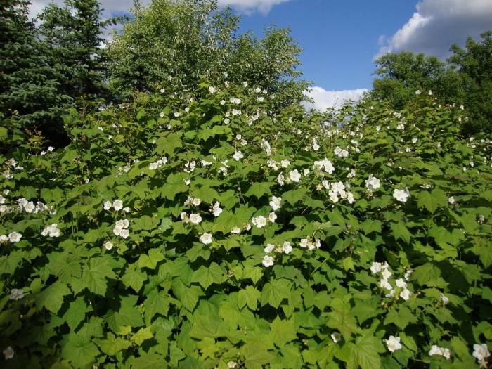 Rubus parviflorus - Western Thimbleberry | PlantMaster