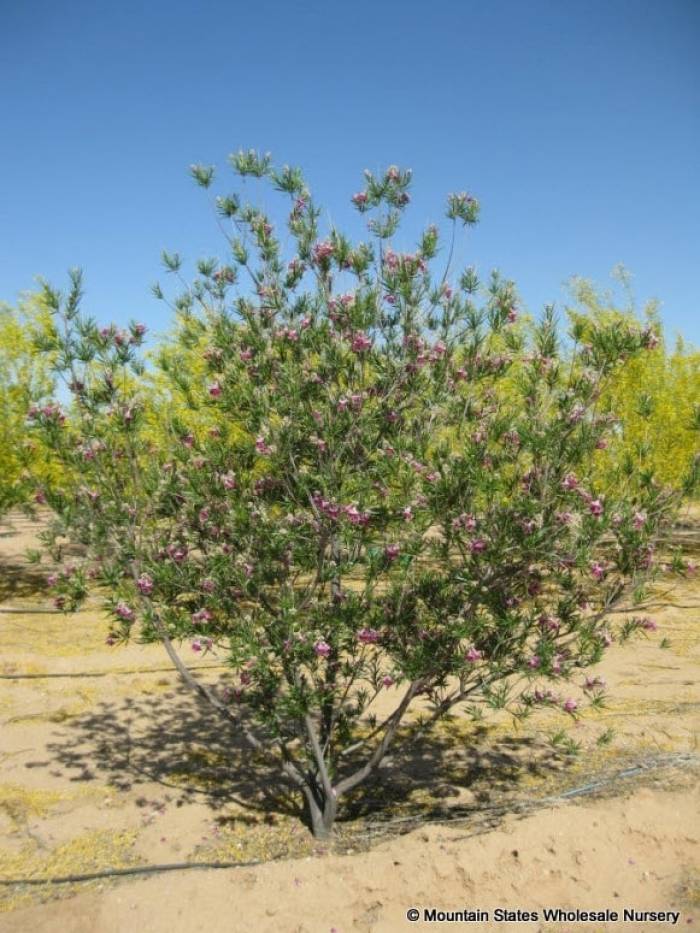 Chilopsis Linearis Bubba