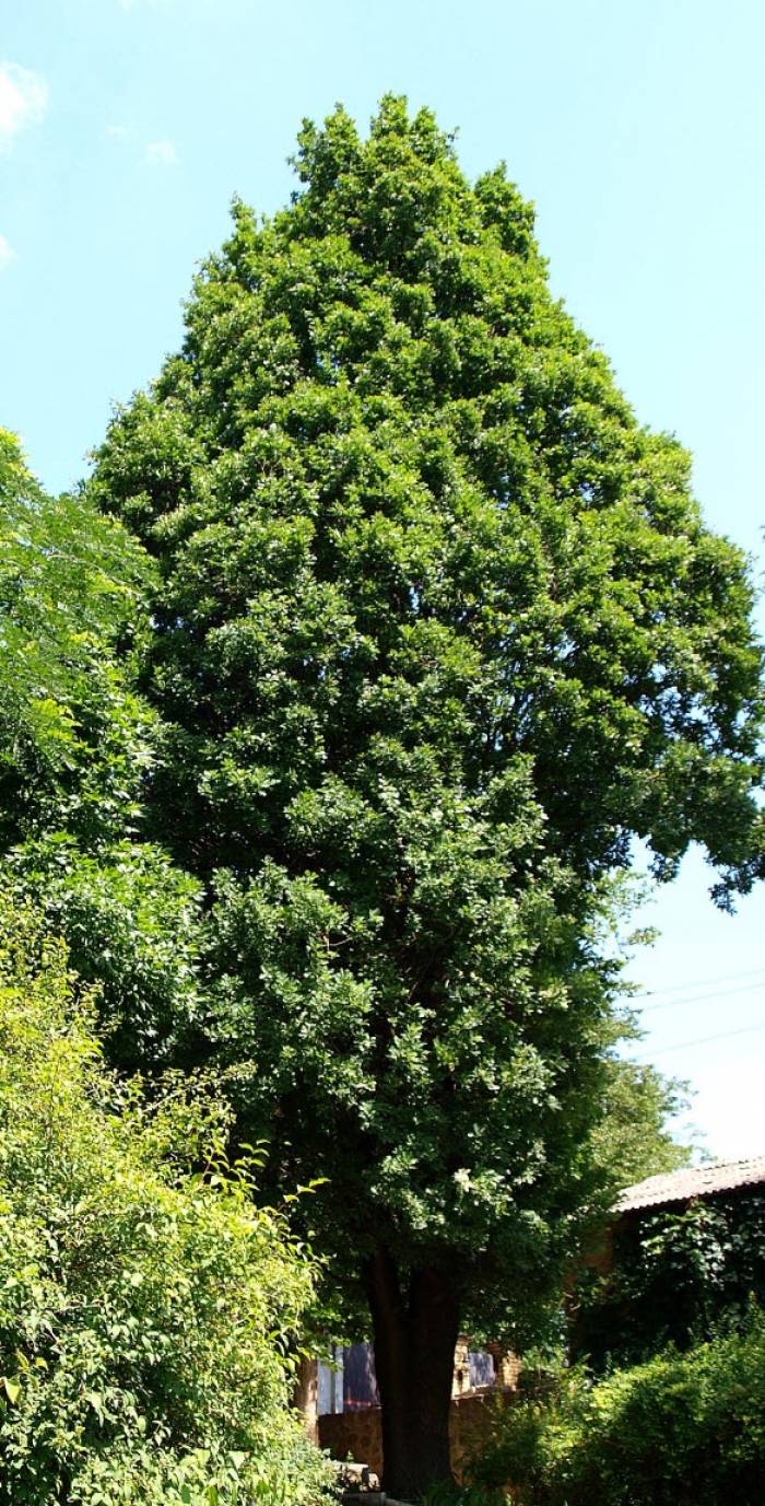 Folha De Quercus Robur Fastigiata