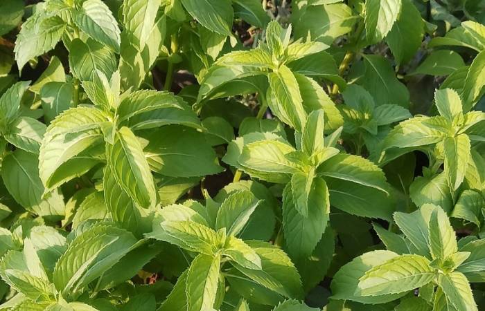Ocimum x citriodorum - Lemon Basil | PlantMaster