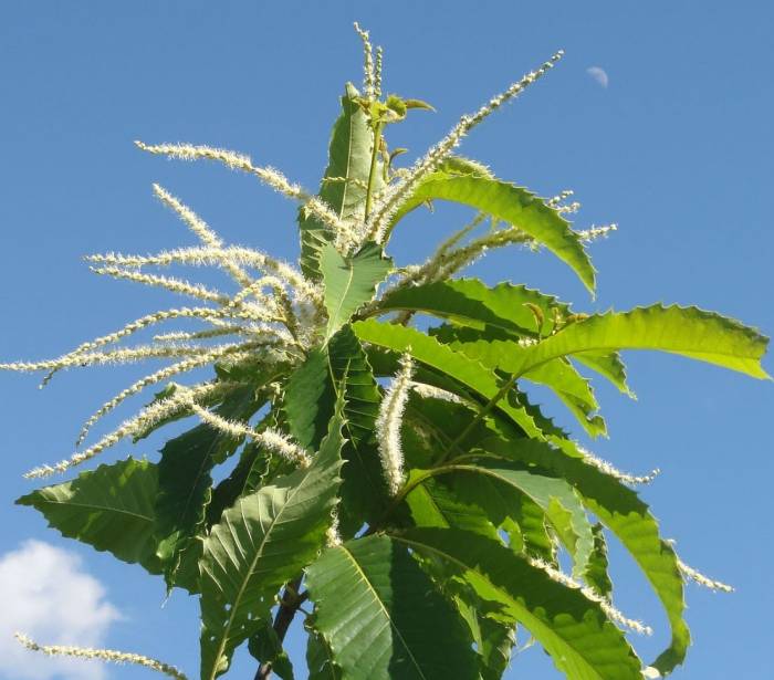 Castanea dentata - American Chestnut | PlantMaster
