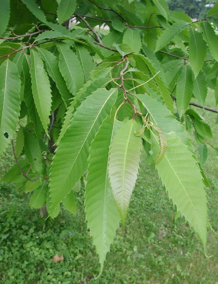Castanea dentata - American Chestnut | PlantMaster