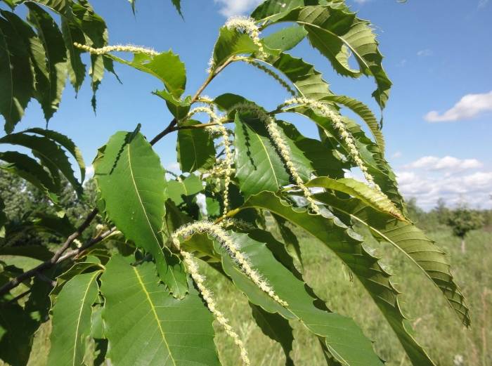 Castanea dentata - American Chestnut | PlantMaster