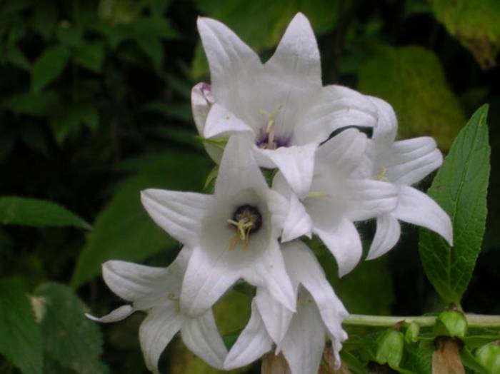 Campanula latifolia - Great Bellflower | PlantMaster