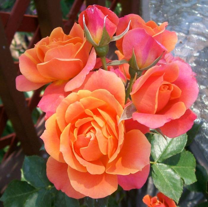 Rosa 'Disneyland' - Disneyland Rose | PlantMaster