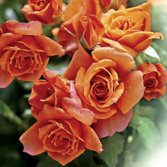 Rosa 'Disneyland' - Disneyland Rose | PlantMaster