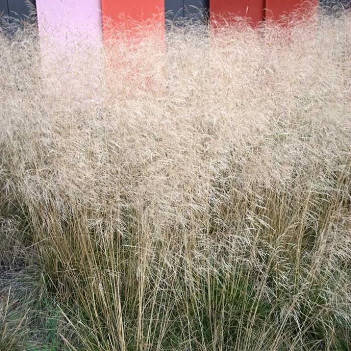 Deschampsia Cespitosa Goldtau