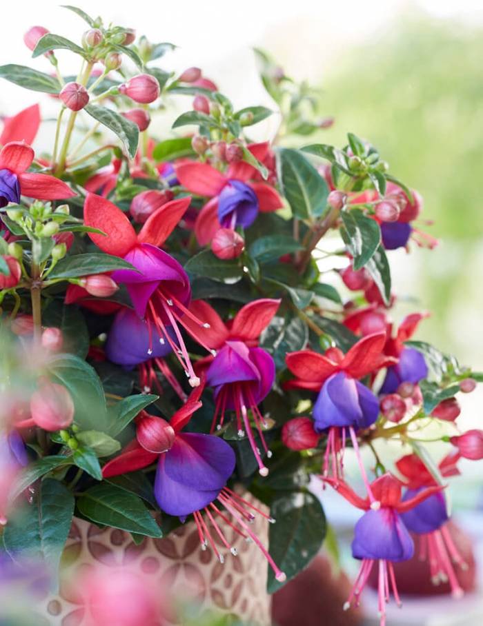 Fuchsia Color Flowers