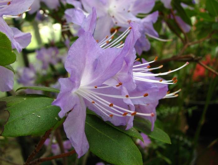 Rhododendron augustinii - Blue Rhododendron | PlantMaster