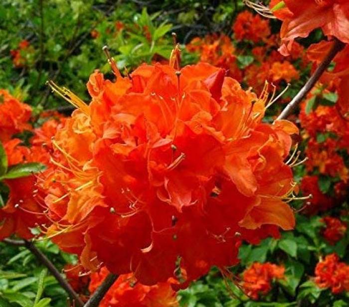 Azalea 'Gibralter' - Azalea Gibralter | PlantMaster