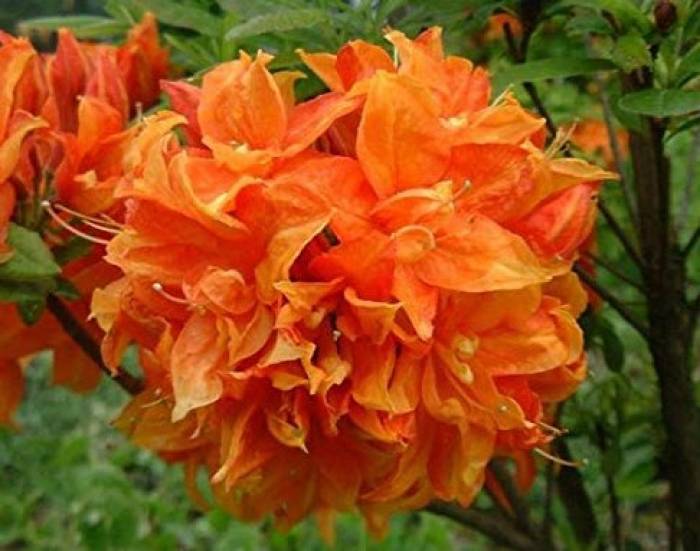 Azalea 'Gibralter' - Azalea Gibralter | PlantMaster