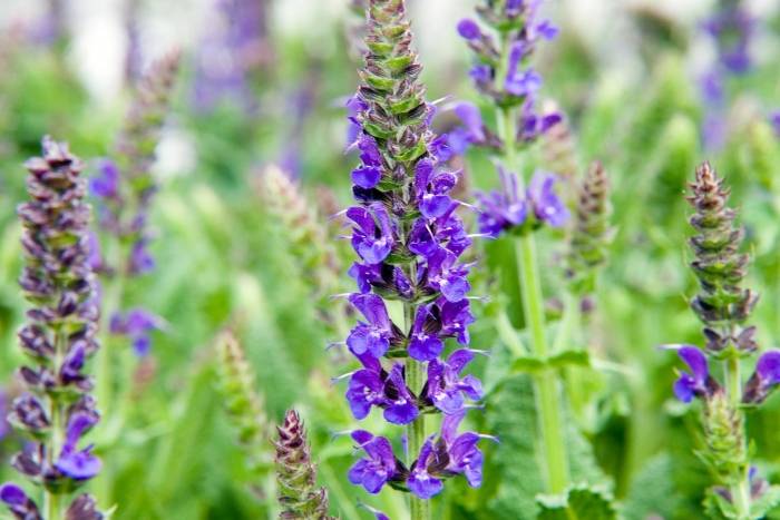 Salvia x sylvestris - Meadow Sage | PlantMaster
