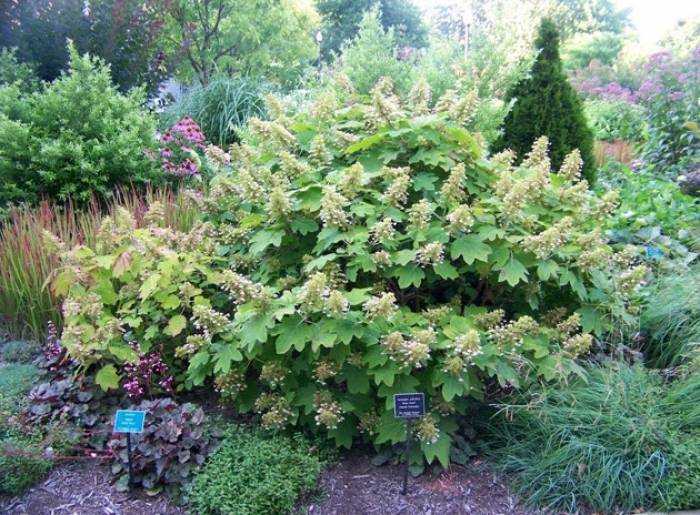 Hydrangea Quercifolia Sikes Dwarf Mini Oakleaf Hydrangeas | What Grows