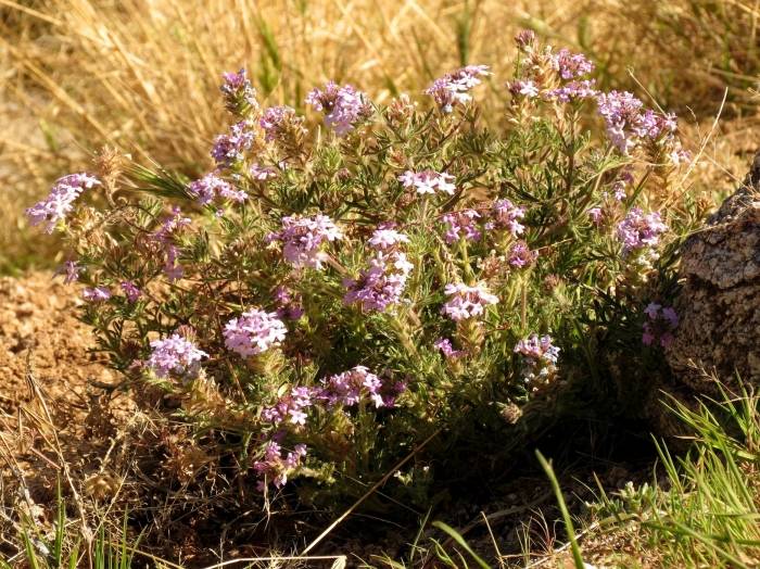Verbena gooddingii - Goodding's Verbena | PlantMaster