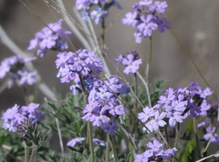 Verbena gooddingii - Goodding's Verbena | PlantMaster