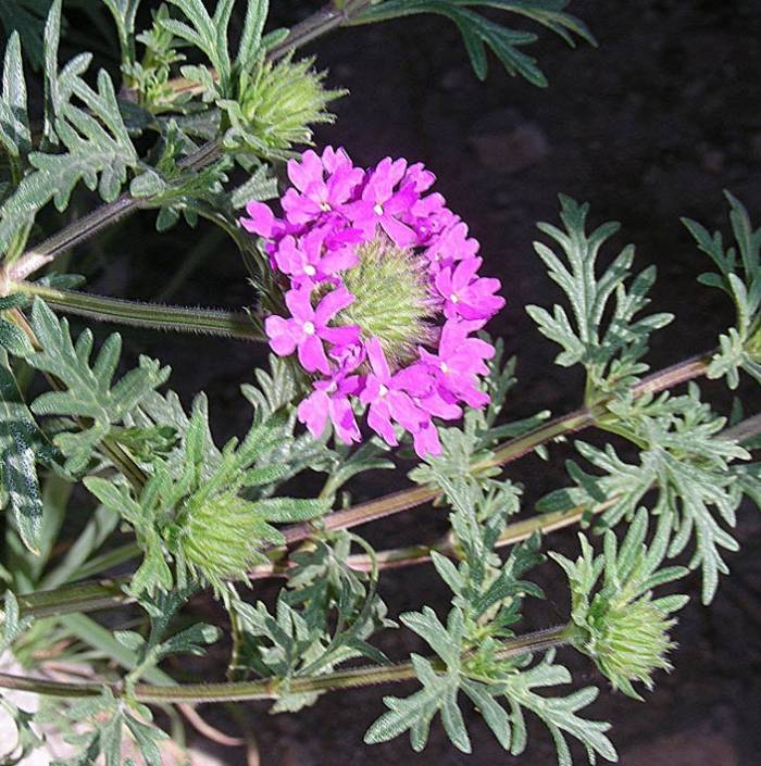 Verbena gooddingii - Goodding's Verbena | PlantMaster