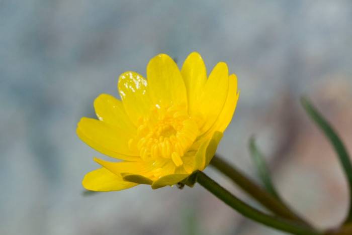 Ranunculus californicus - California Buttercup | PlantMaster