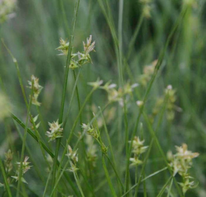 Carex texensis - Texas Sedge | PlantMaster