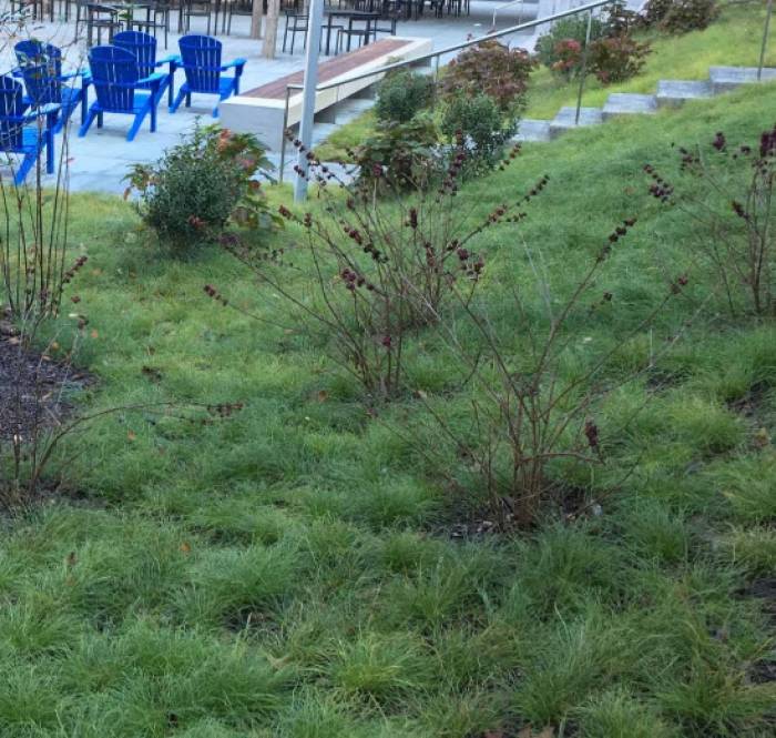 Carex texensis - Texas Sedge | PlantMaster