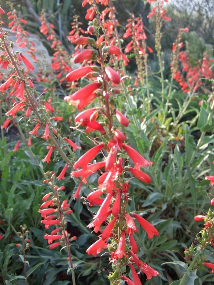 Penstemon centranthifolius - Scarlet-Bugler | PlantMaster