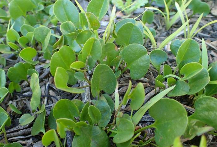 Falkia repens - Little Ears | PlantMaster