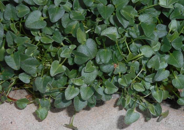 Falkia repens - Little Ears | PlantMaster