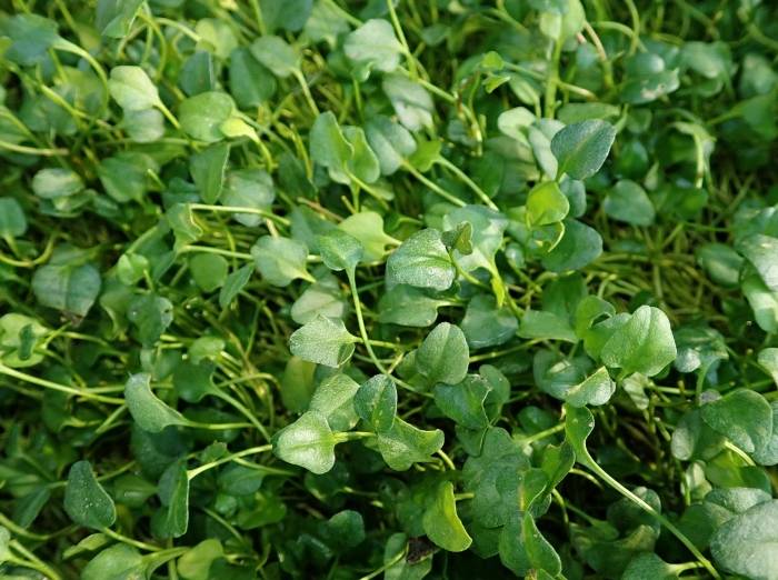 Falkia repens - Little Ears | PlantMaster