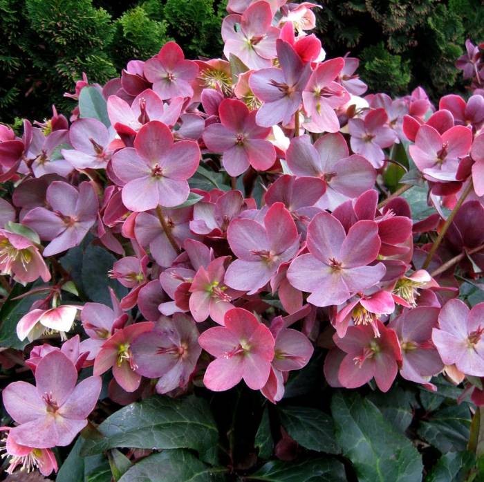 Helleborus 'Merlin' - Merlin Hellebore | PlantMaster