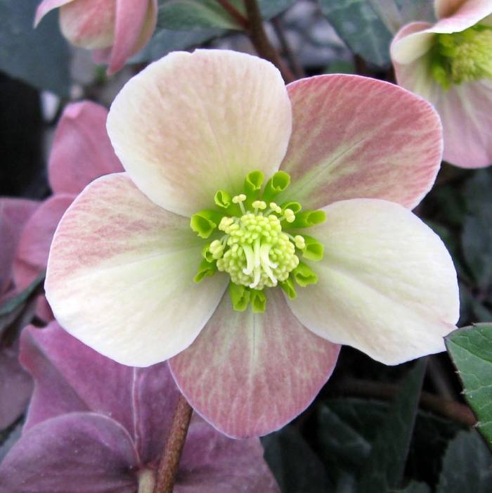 Helleborus 'Merlin' - Merlin Hellebore | PlantMaster