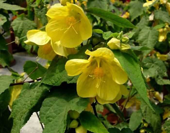 Yellow Abutilon Chinese Lanterns PlantFiles Pictures: Abutilon,