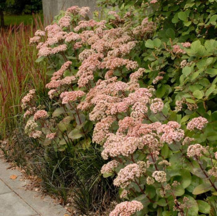 Sedum 'Matrona' - Autumn Stonecrop | PlantMaster