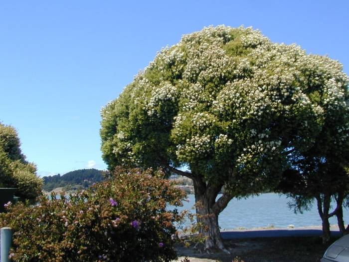 Melaleuca linariifolia - Flax Leaf Paperbark | PlantMaster