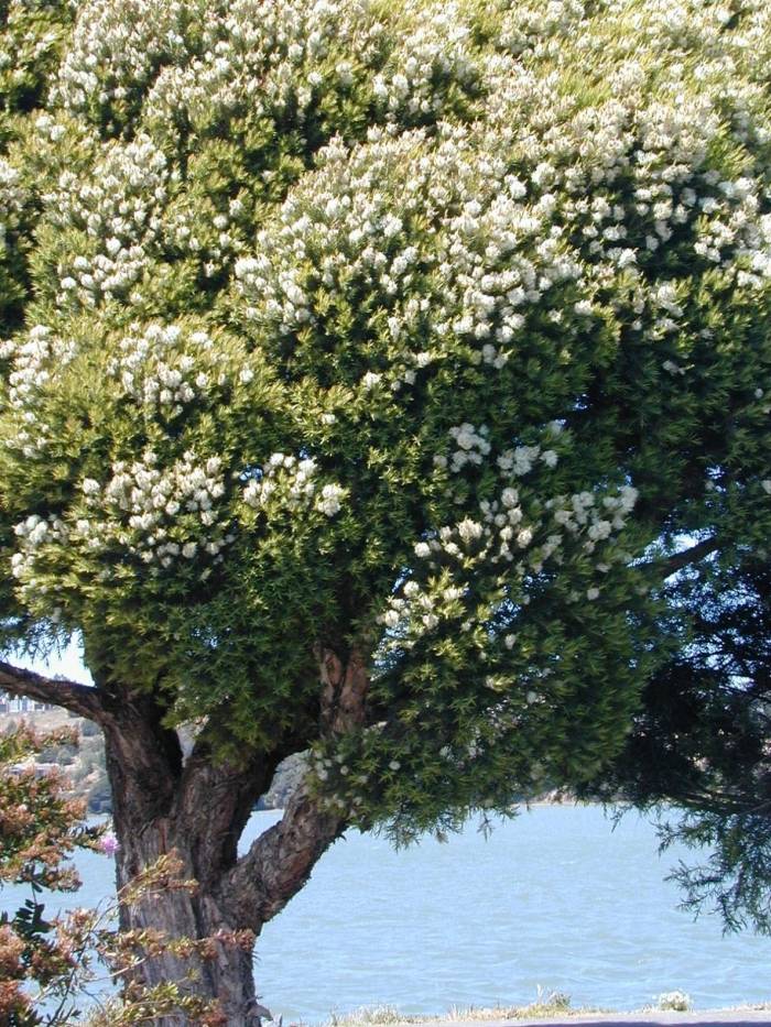 Melaleuca linariifolia - Flax Leaf Paperbark | PlantMaster