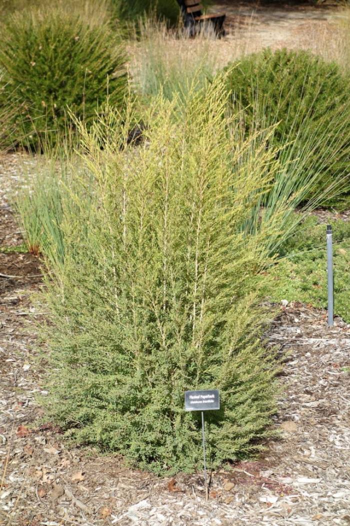 Melaleuca linariifolia - Flax Leaf Paperbark | PlantMaster