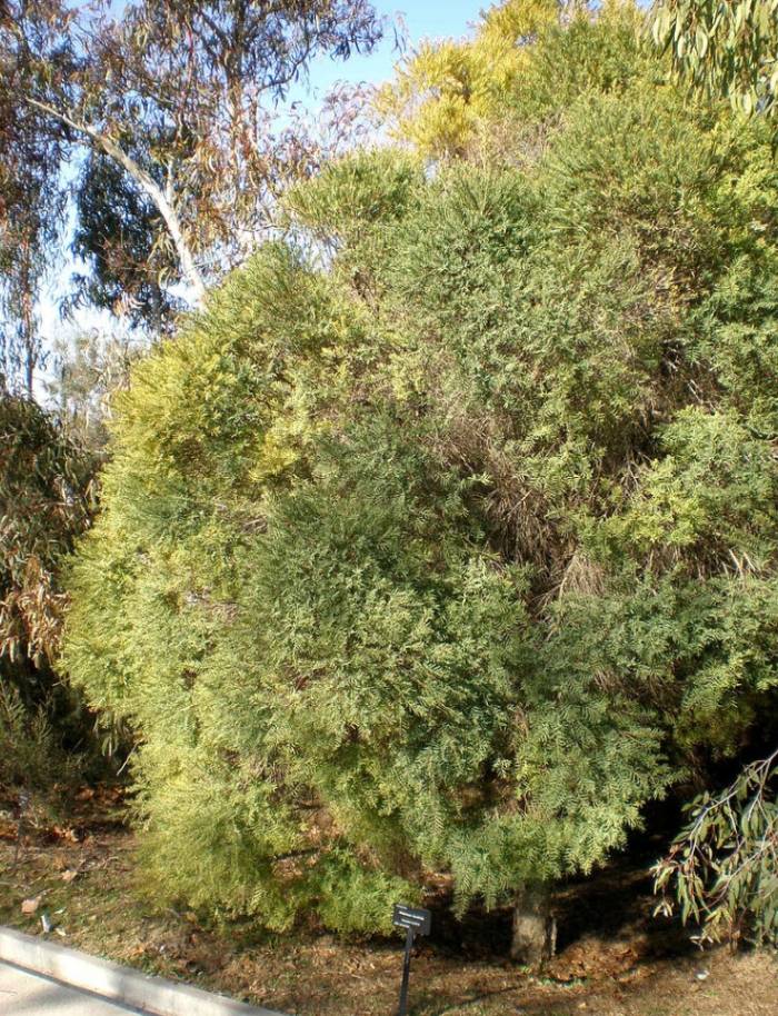 Melaleuca linariifolia - Flax Leaf Paperbark | PlantMaster