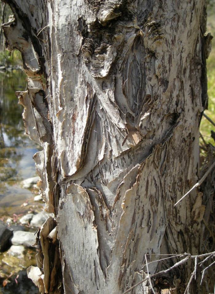 Melaleuca linariifolia - Flax Leaf Paperbark | PlantMaster