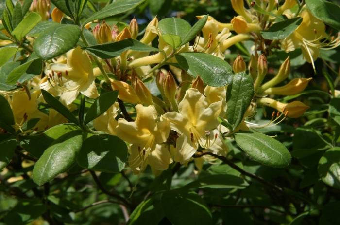 Rhododendron austrinum - Florida Azalea | PlantMaster