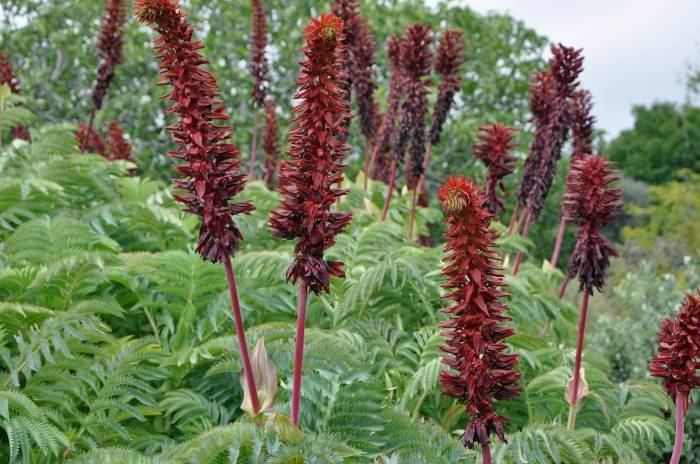 Melianthus major - Honey Bush | PlantMaster