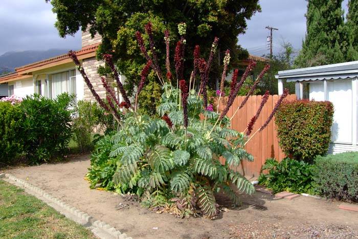 Melianthus major - Honey Bush | PlantMaster