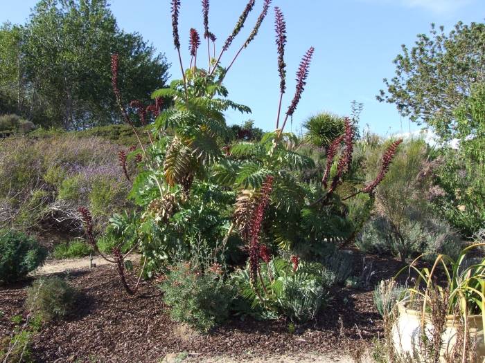 Melianthus major - Honey Bush | PlantMaster